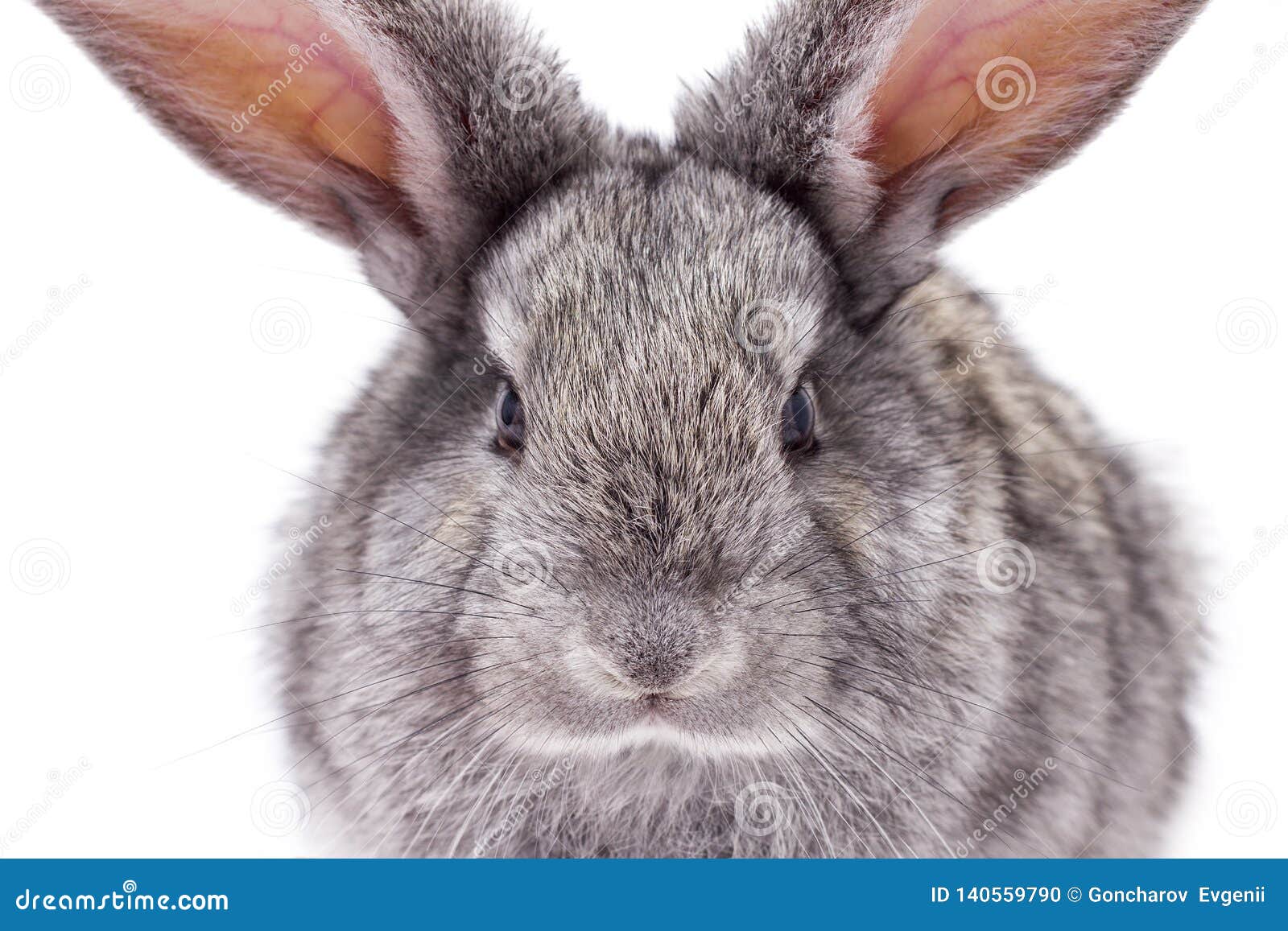 Closeup Head, Gray Fluffy Rabbit, Stock Photo - Image of holiday ...