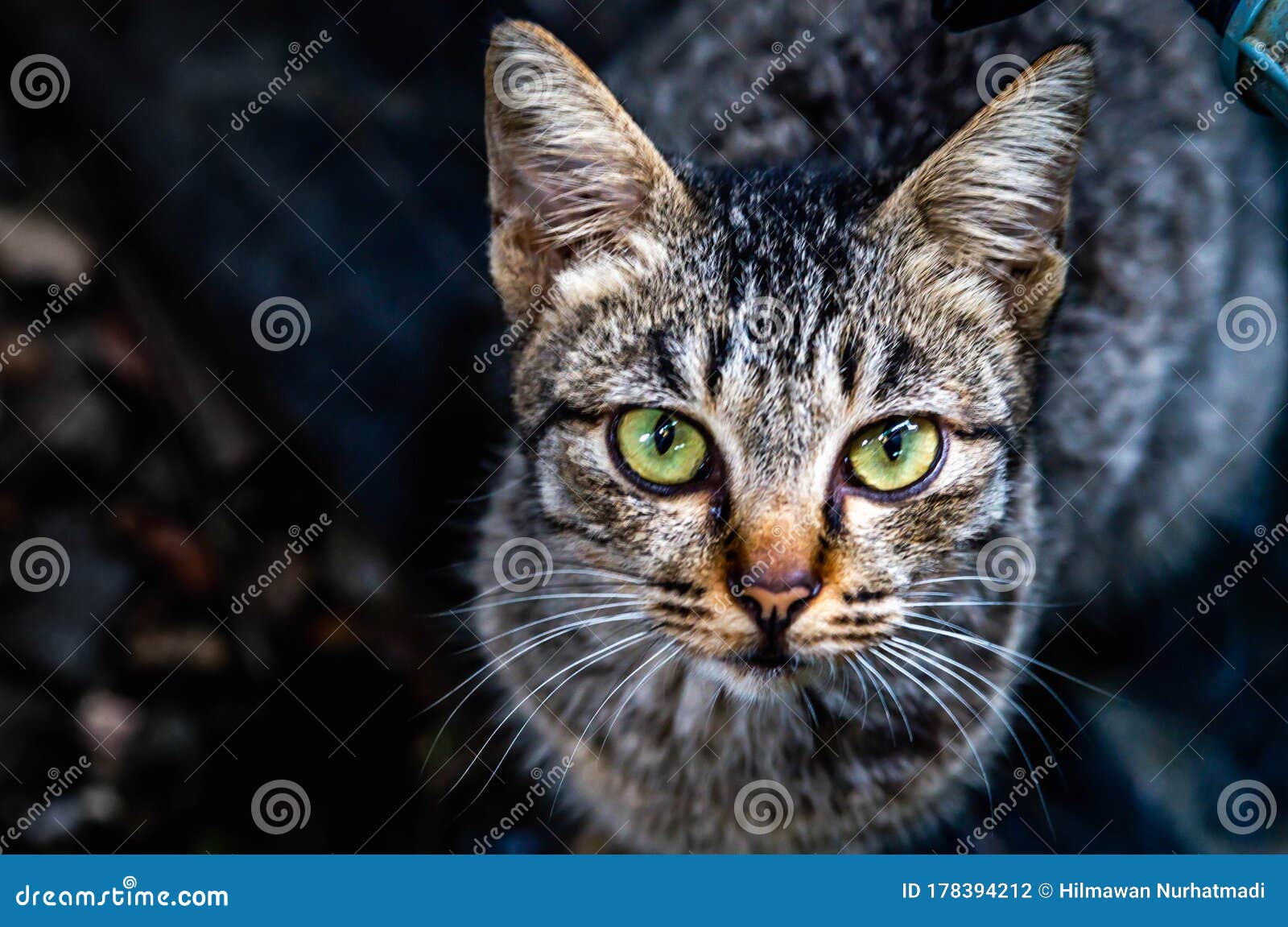 Closeup of Head of a Grey Short-haired Cat Stock Photo - Image of ...