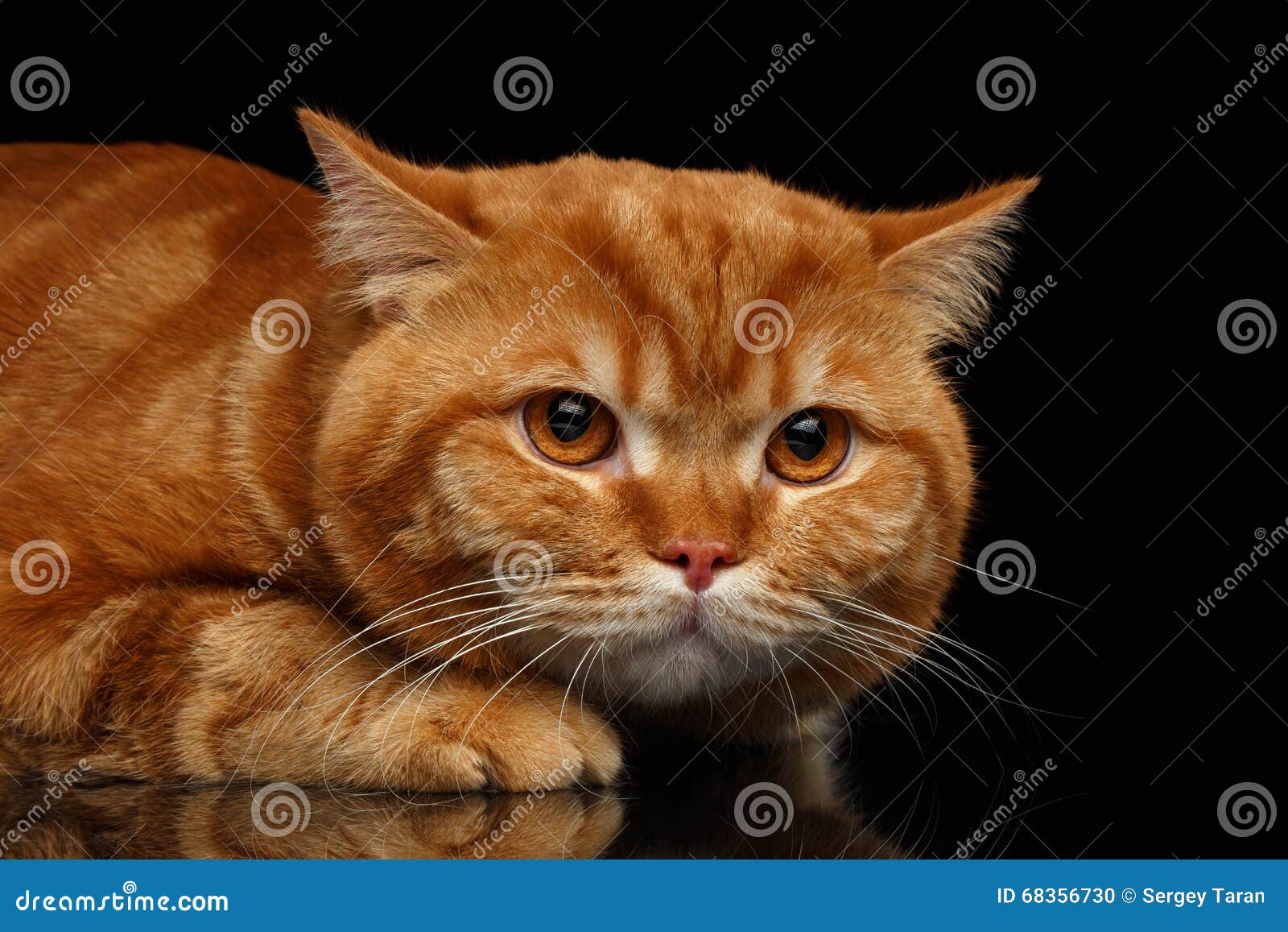 Closeup Head of Grumpy Red British Cat with Paws Isolated Stock Photo ...