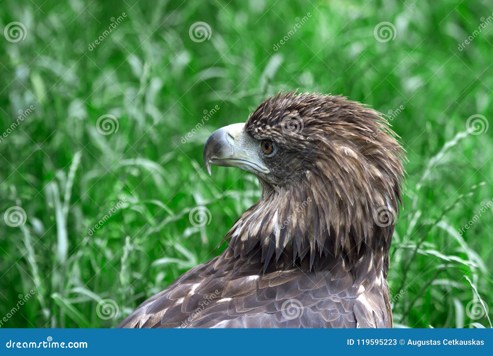 Closeup of the Head of a Hawk on a Green Background with a Clear Stock ...