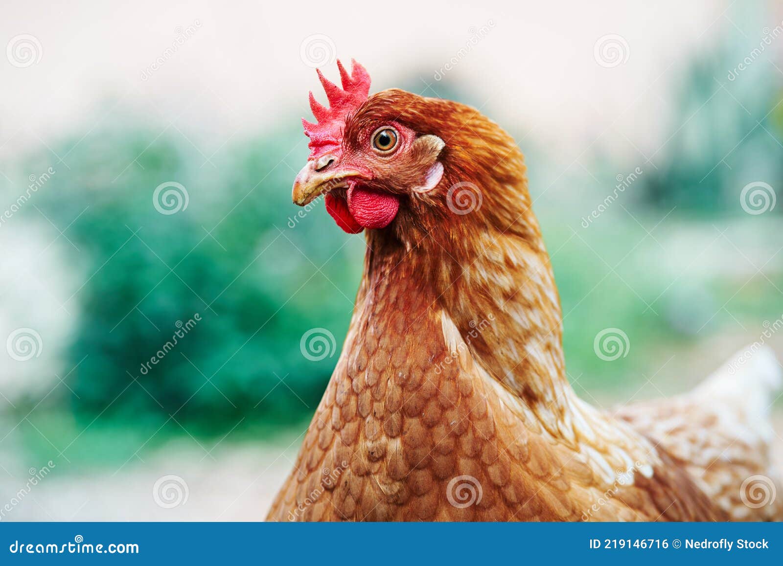 Closeup of the Head of a Hen with Red Feathers Stock Photo - Image of ...
