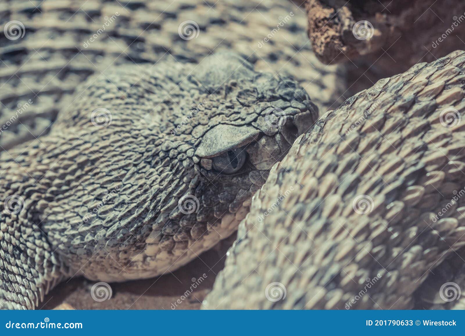 Closeup of the Head of a Huge Snake with an Evil Look Stock Image ...
