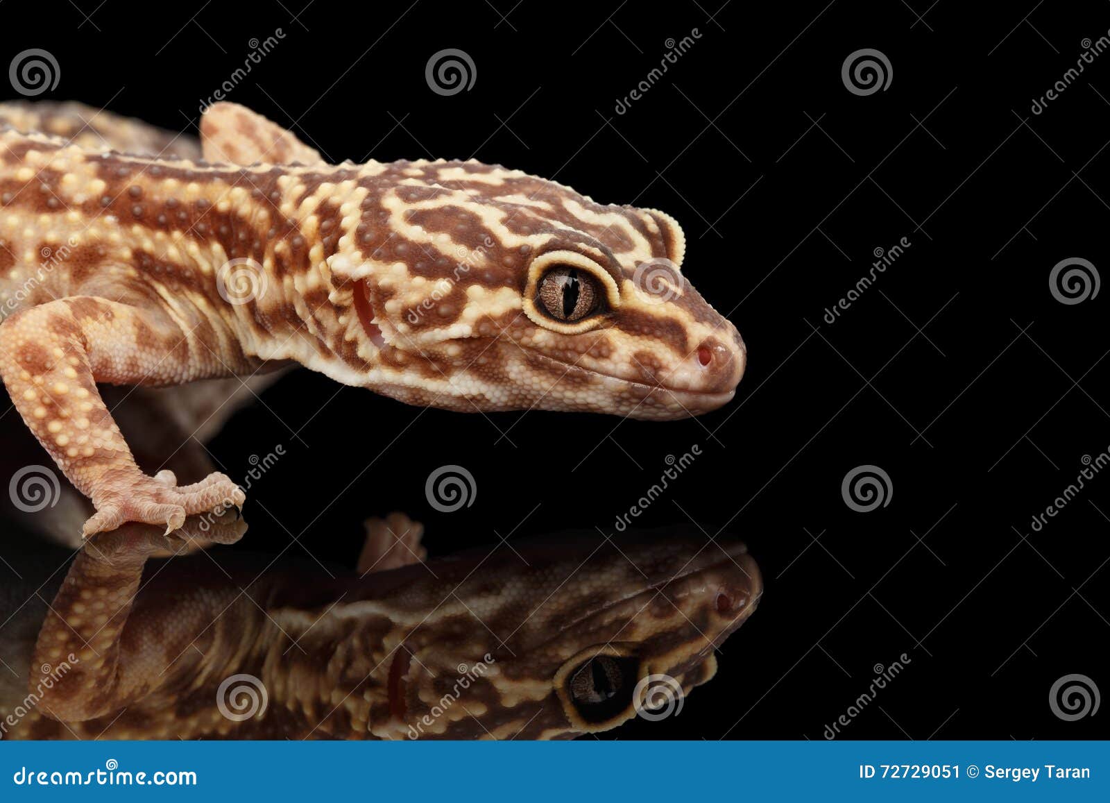 Closeup Of Gecko Native To New Zealand, Taken In Captivity Royalty-Free ...