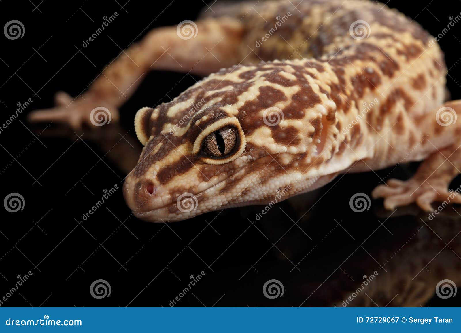 Closeup Head of Leopard Gecko Eublepharis Macularius Isolated on Black ...