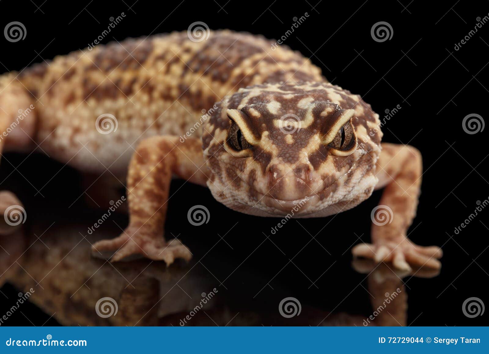Closeup Head of Leopard Gecko Eublepharis Macularius Isolated on Black ...