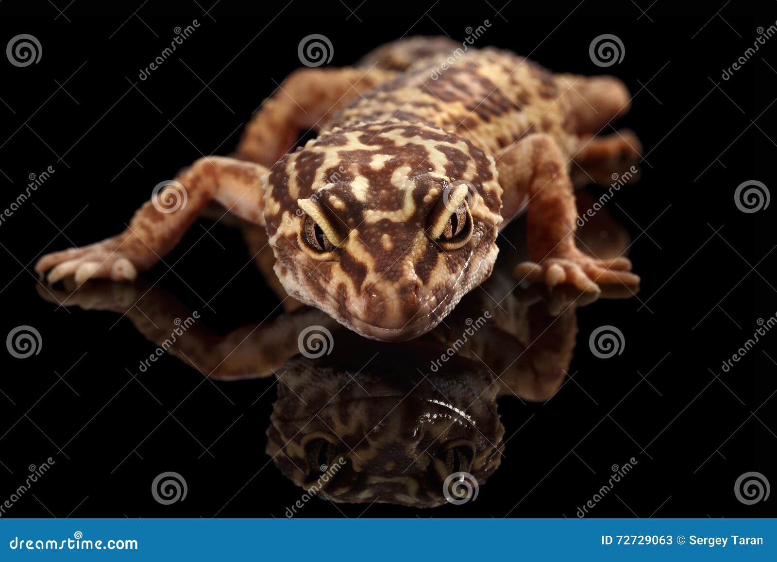 Closeup Head of Leopard Gecko Eublepharis Macularius Isolated on Black ...