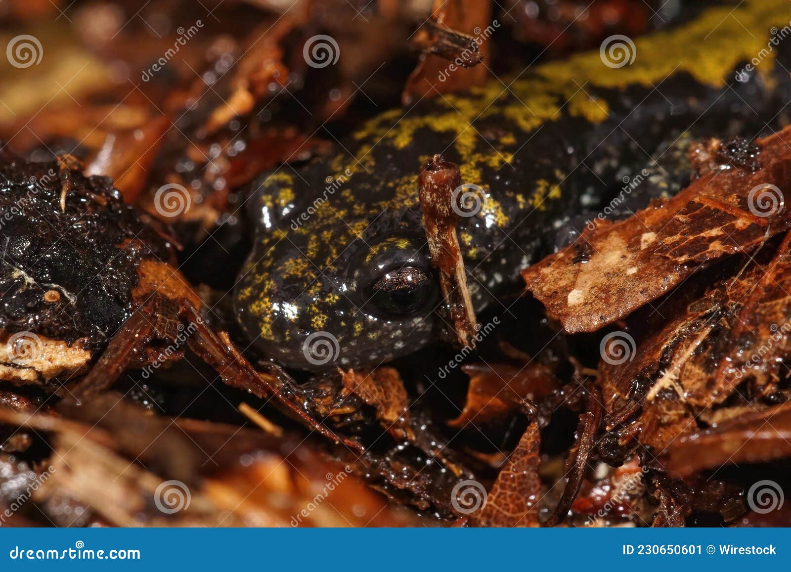Closeup of the Head of a Long Toed Salamander, Ambystoma Macrodactylum ...