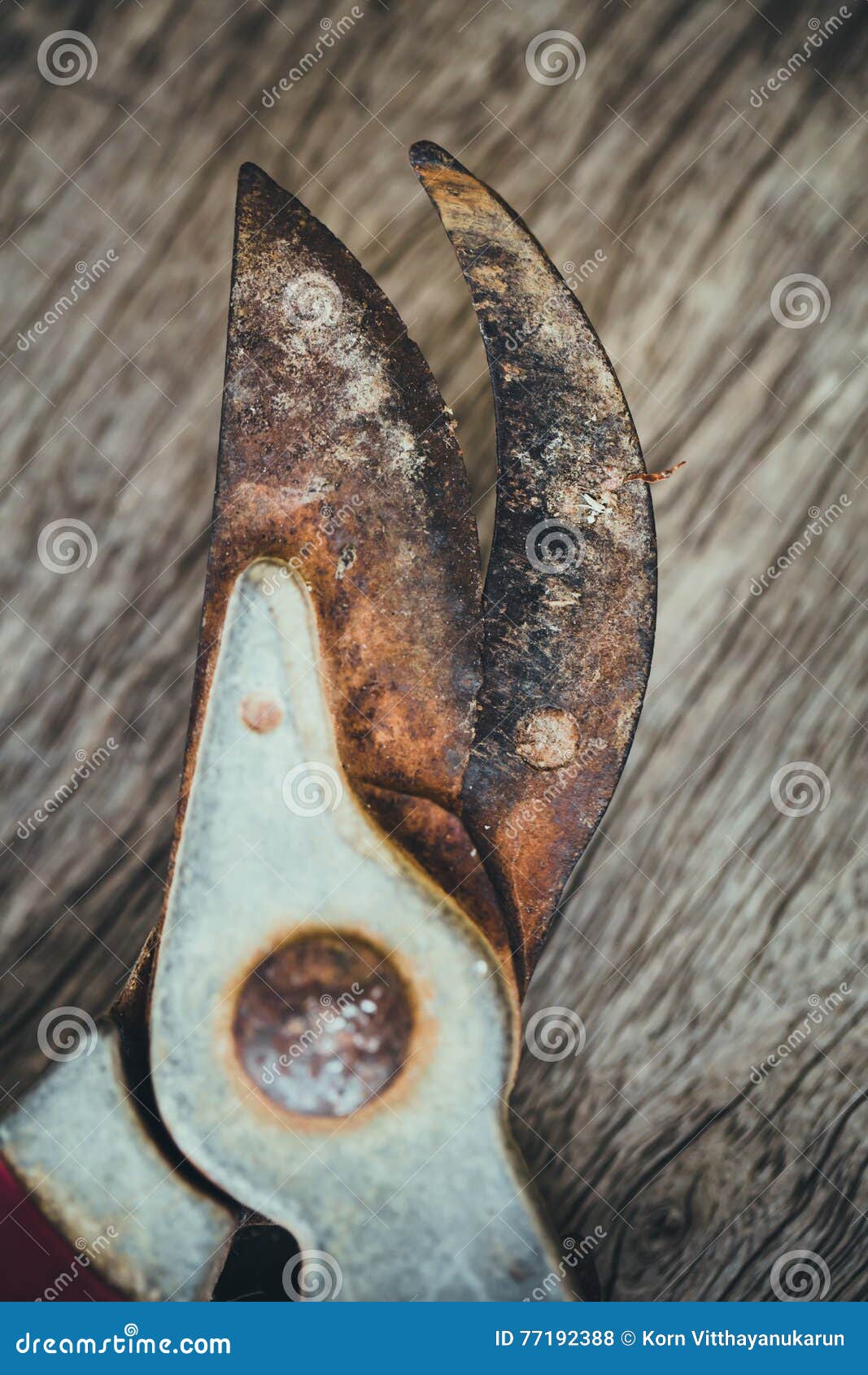 Closeup Head of Pruner, Old Rusty Tool. Stock Photo - Image of care ...