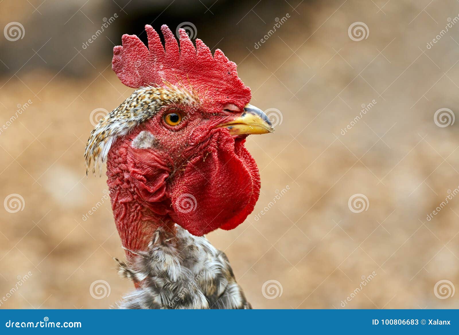 Head of a rooster stock image. Image of animal, pride - 100806683