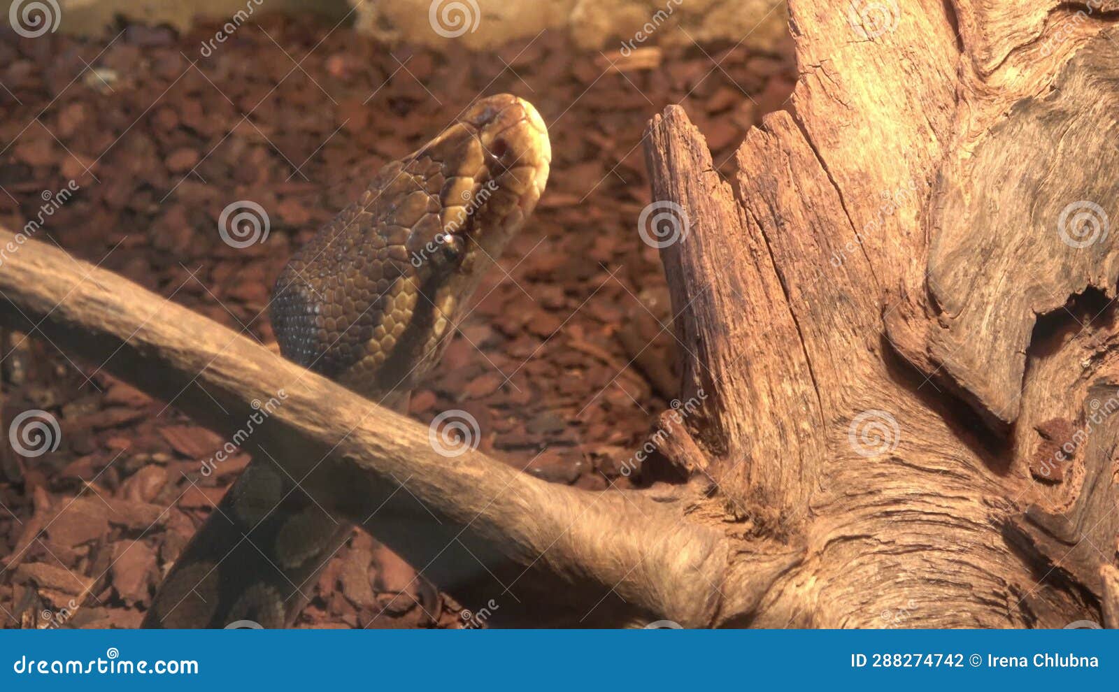 Closeup of Head of the Royal Python or Ball Python Python Regius Stock ...