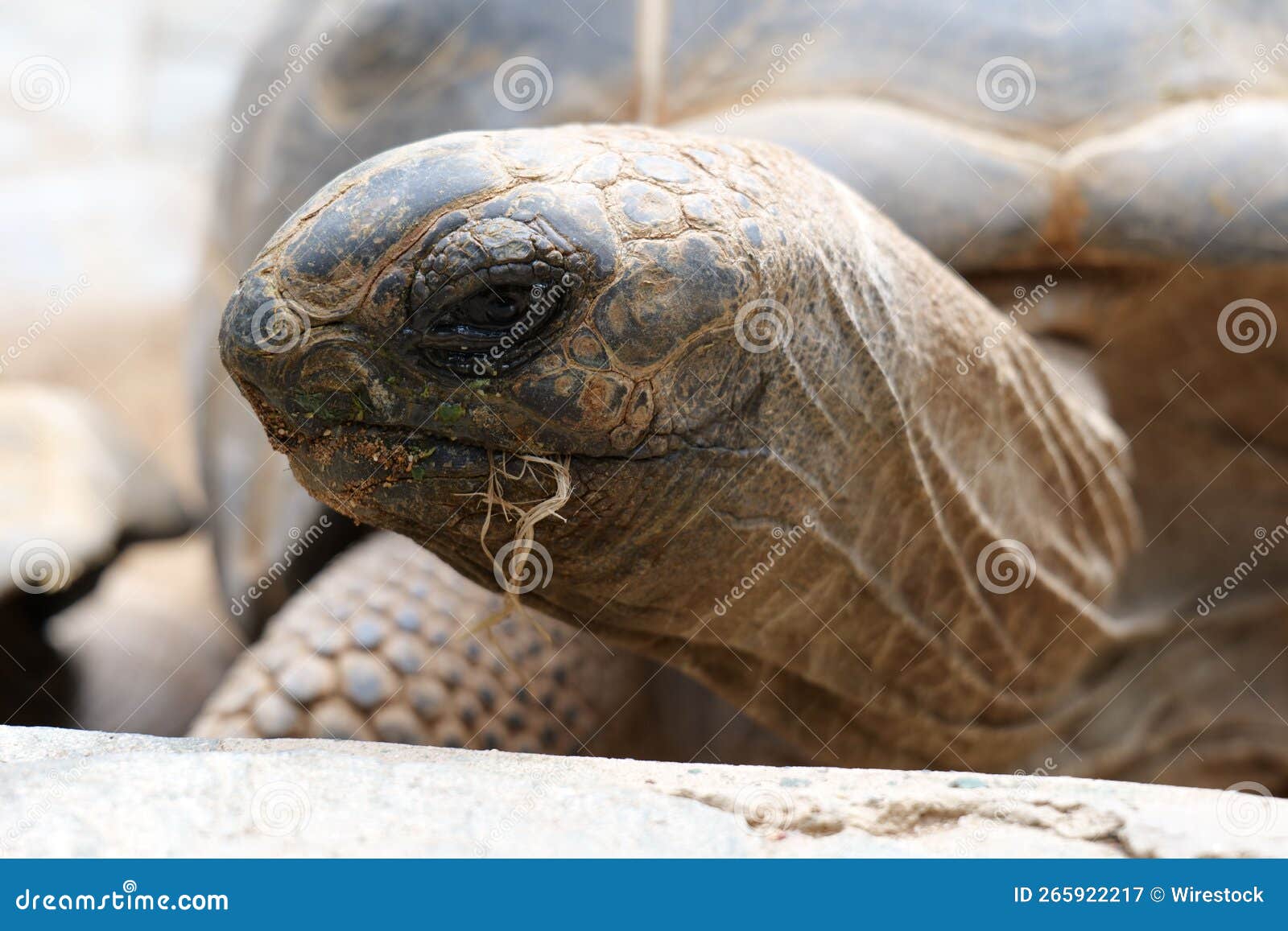 Closeup of a Head of Sea Turtle Stock Image - Image of turtle ...