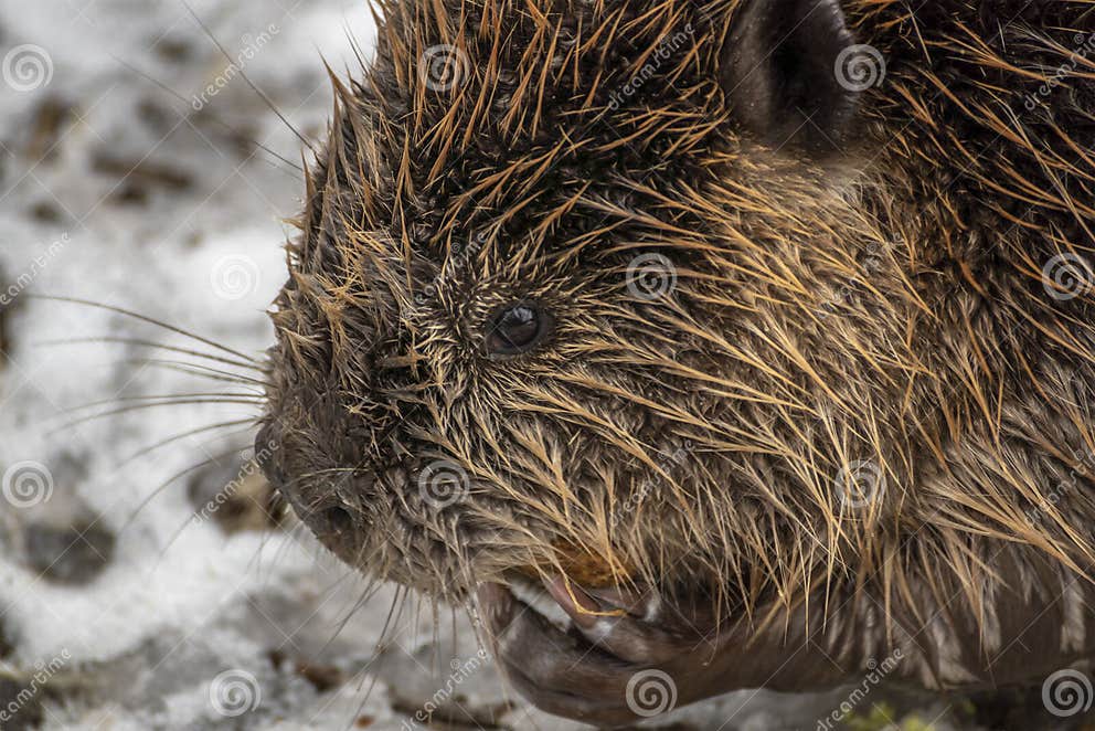 Closeup Shot of a Beaver stock image. Image of herbivore - 143205465