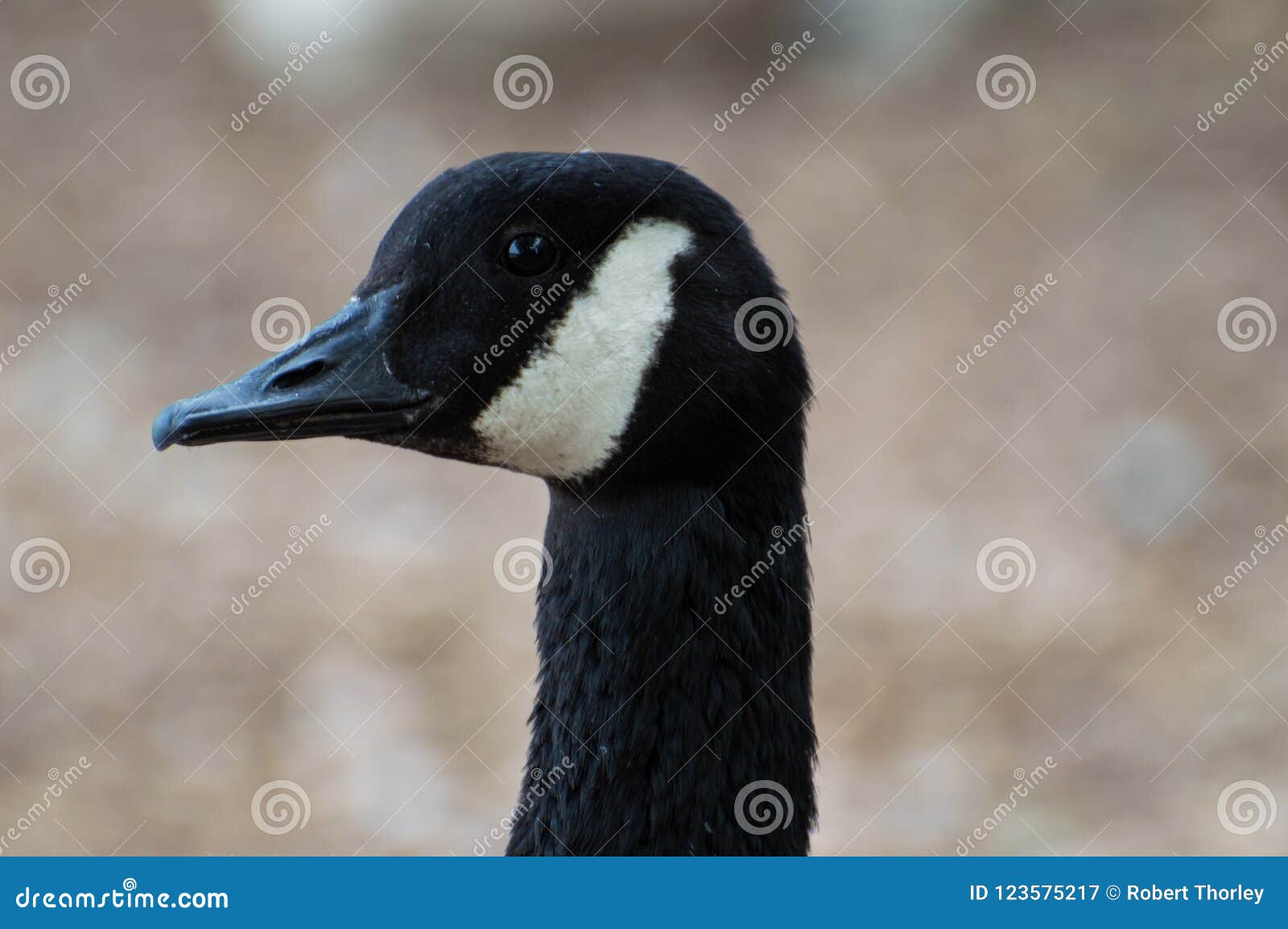 A Closeup Head Shot of a Single Isolated Canada Goose in Profile Stock ...
