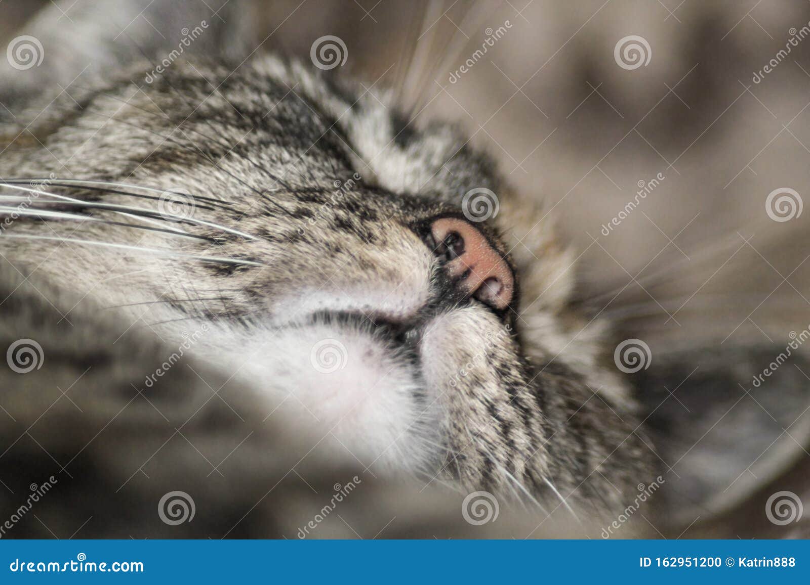Closeup of the Head of a Sleeping Cute Tabby Kitten Cat Stock Photo ...