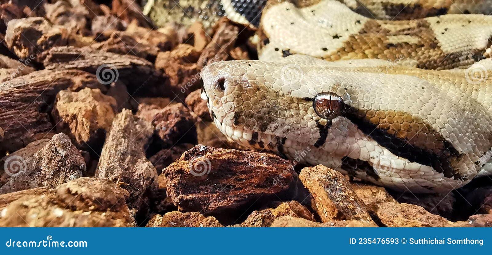 Closeup. Head of a Snake Burmese Python(Python Bivittatus) Stock Image ...