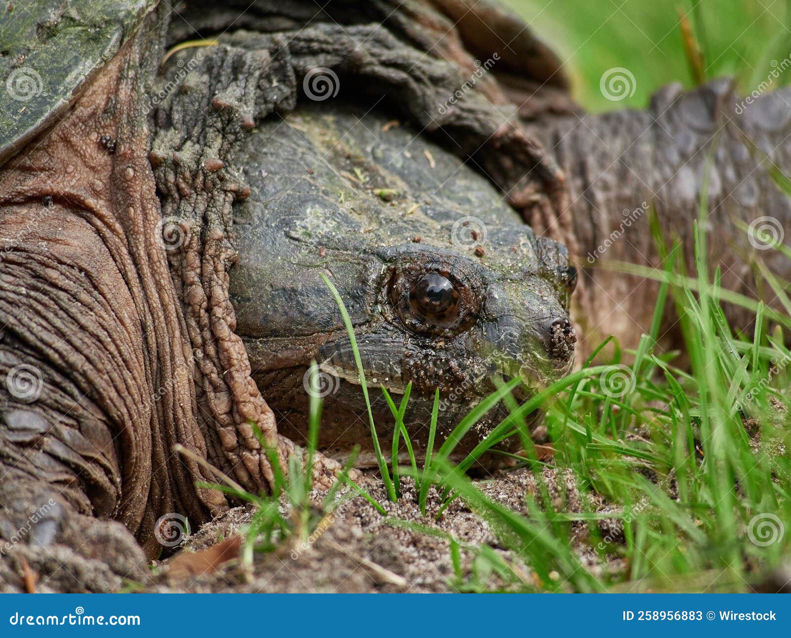 Closeup of a Head of a Snapping Turtle on a Grass Stock Image - Image ...