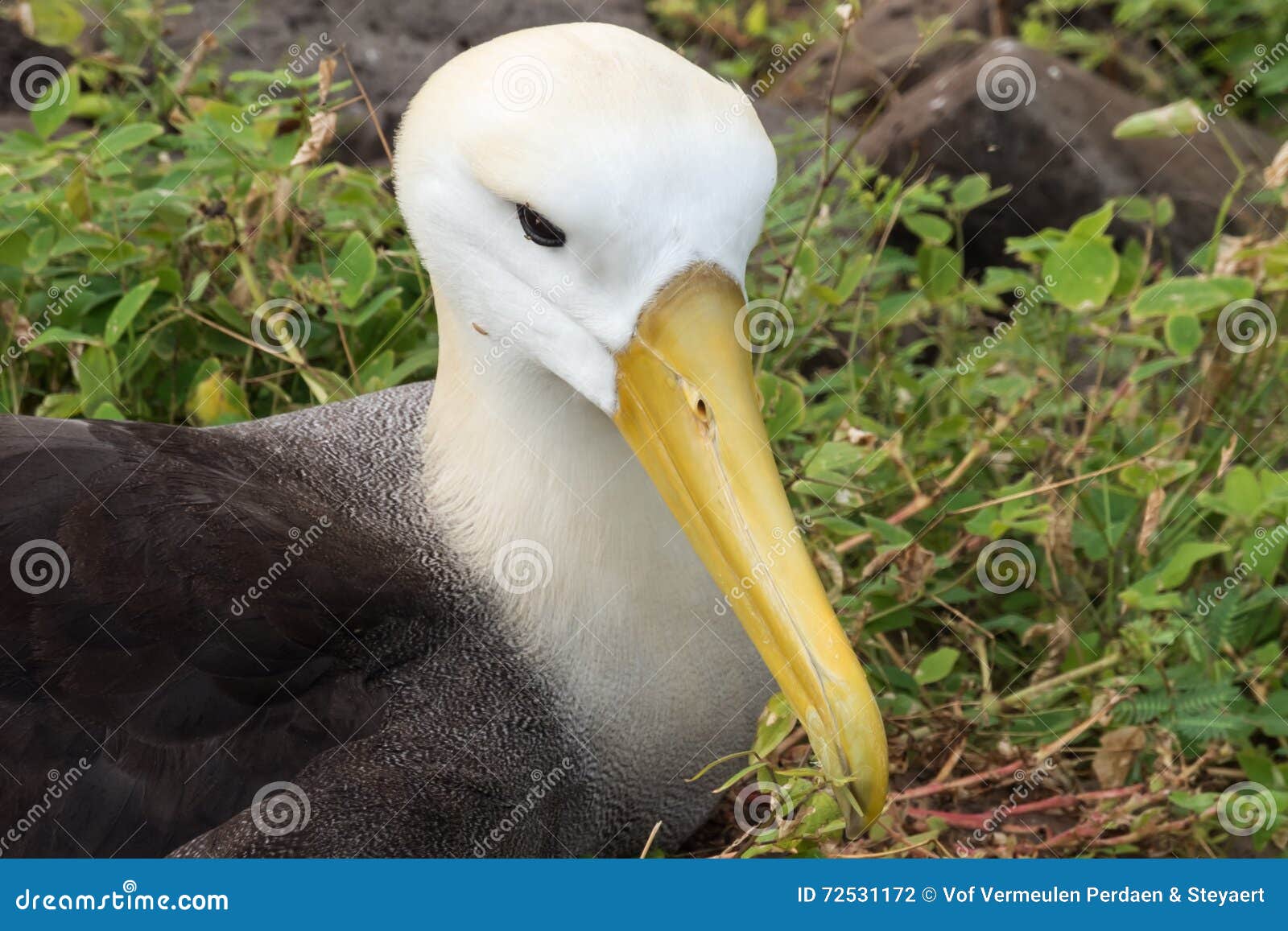 Closeup of the Head of a Waved Albatross. Stock Photo - Image of waved ...