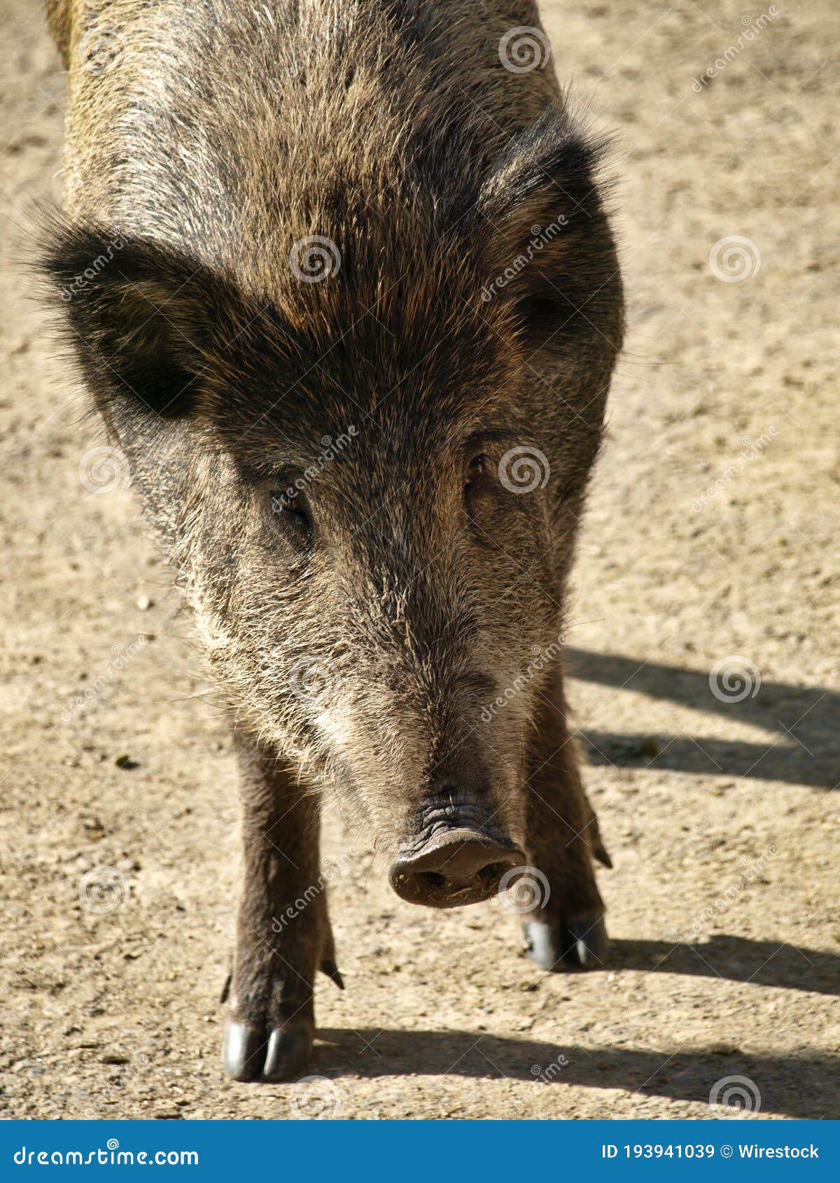 Closeup of a Head of a Wild Boar Stock Image - Image of eyes, hair ...