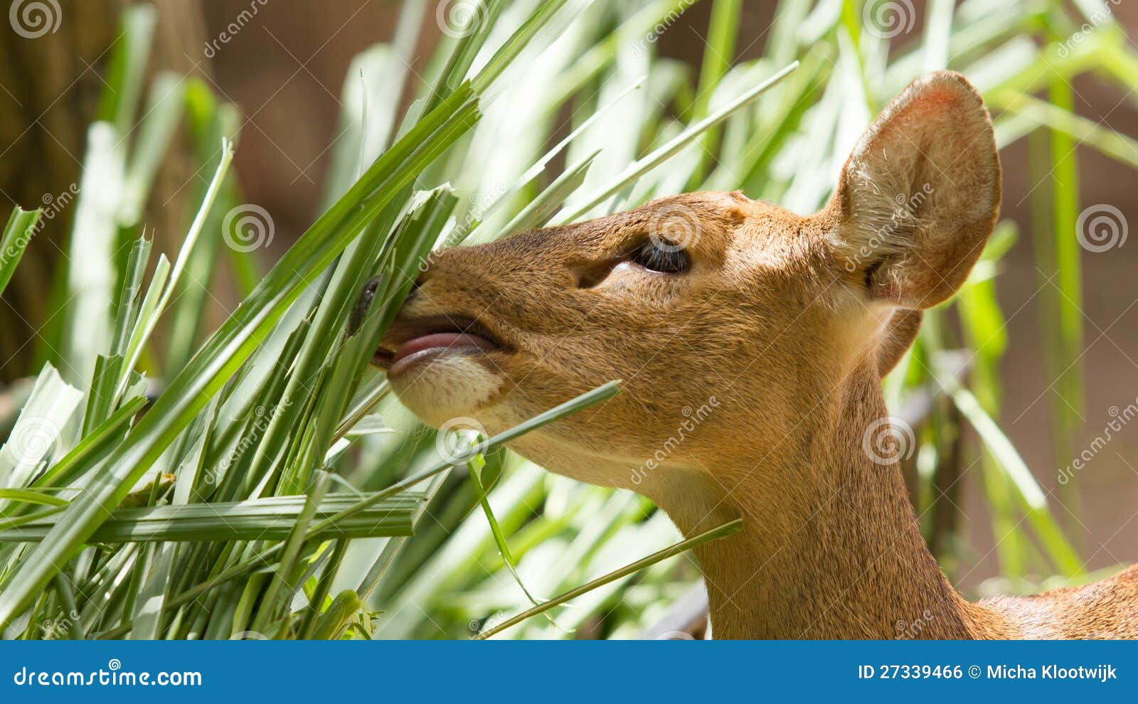 Closeup of a Healthy Deer Eating Stock Photo - Image of wildlife, wild ...