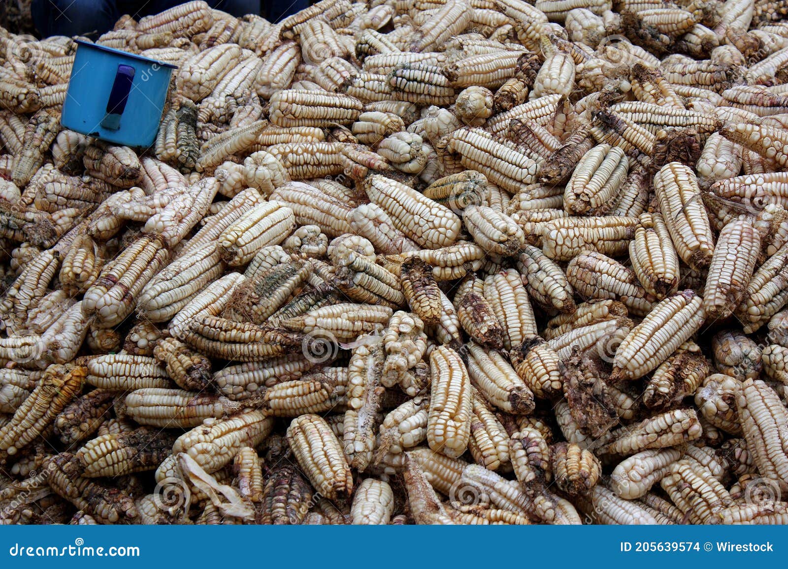Closeup of a Heap of Rotten Corn Stock Photo - Image of corn, closeup ...