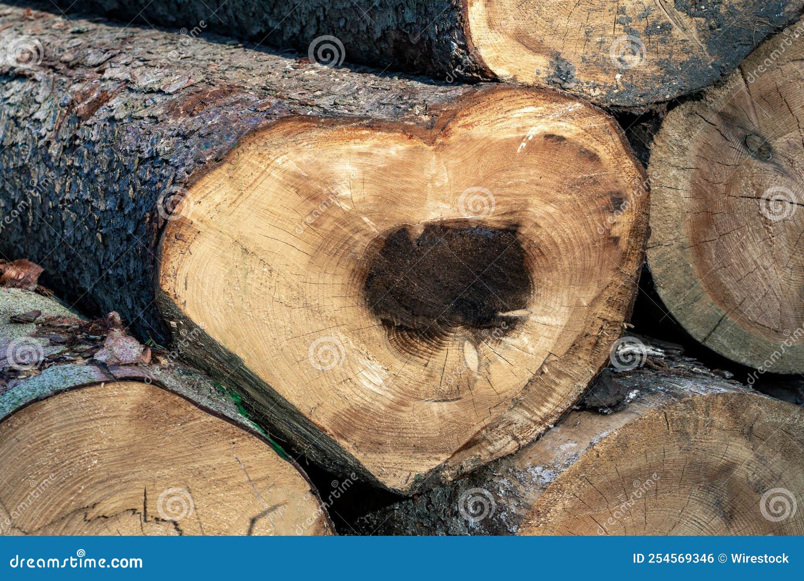 Closeup of a Heart-shaped Timber Log Stock Photo - Image of nature ...