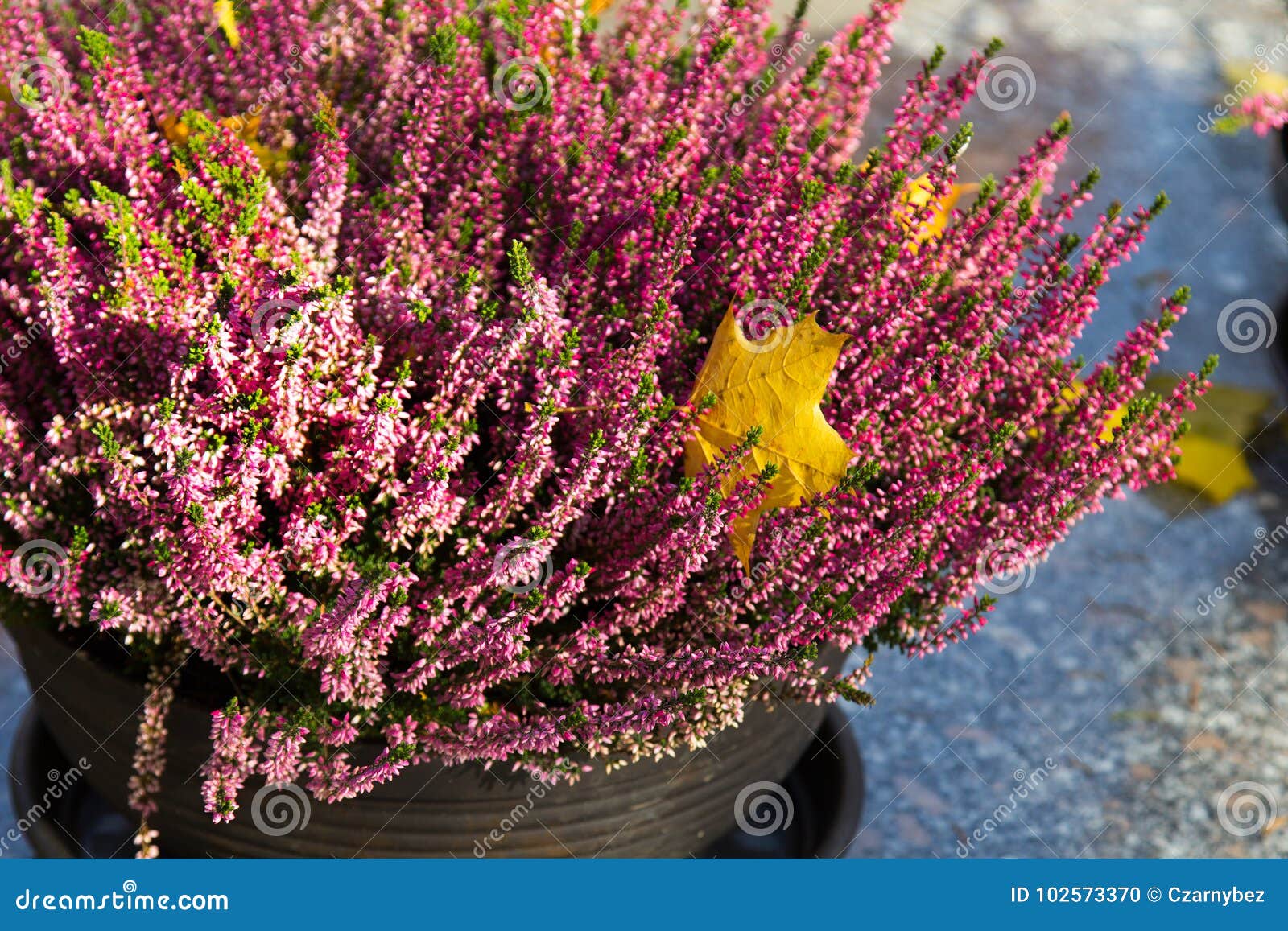 Closeup of heather flowers stock photo. Image of closeup - 102573370