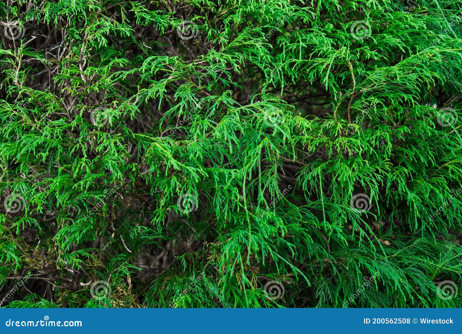 Closeup of Hedge Trees in a Forest Stock Photo - Image of fall, species ...