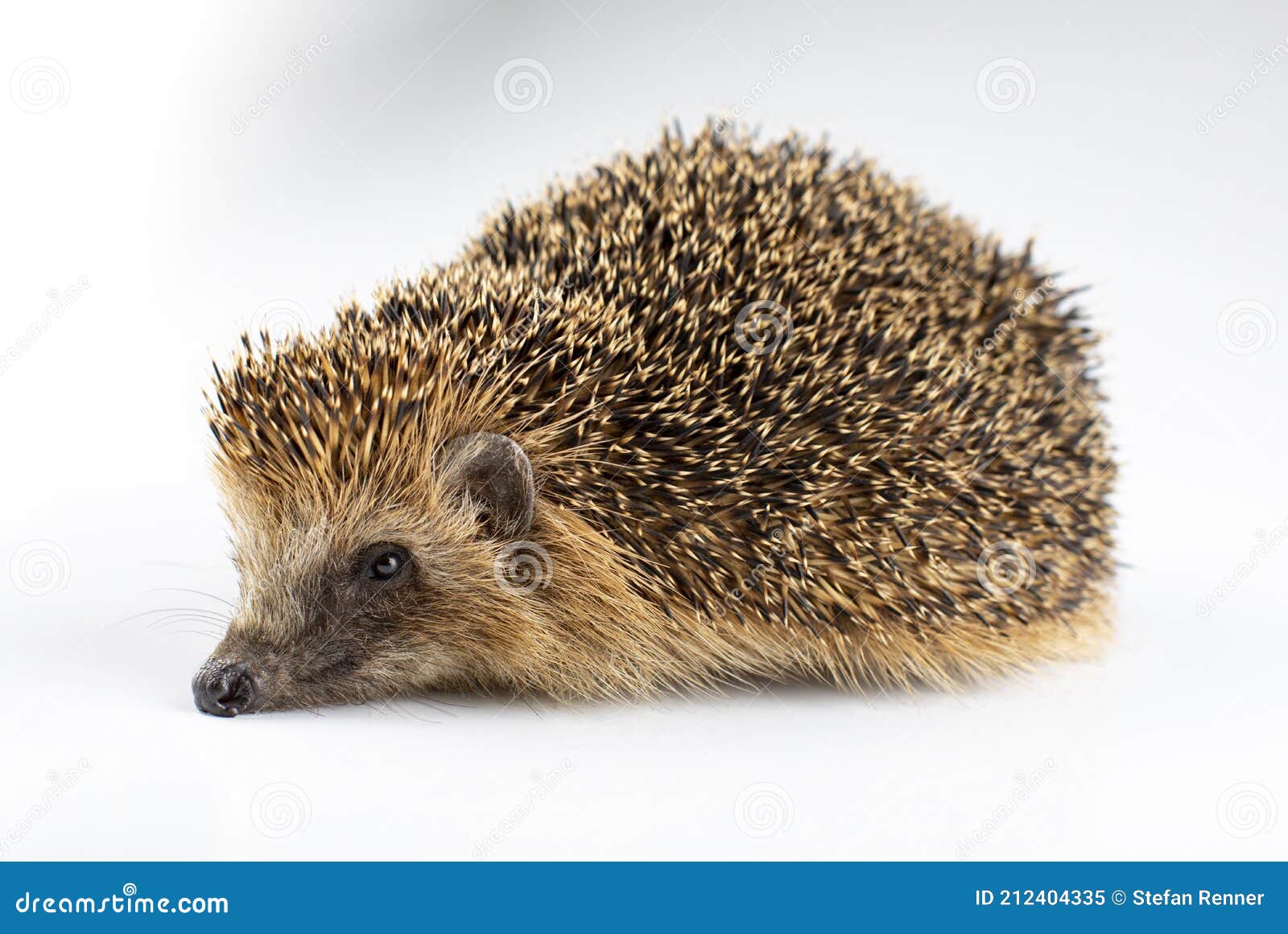 Closeup hedgehog stock image. Image of natural, text - 212404335