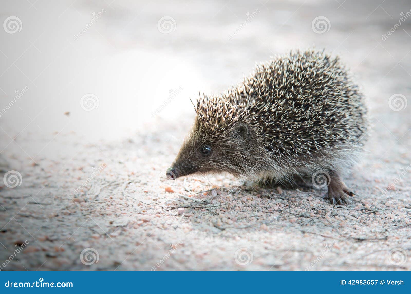 Closeup of Hedgehog Standing on the Land Stock Image - Image of outdoor ...