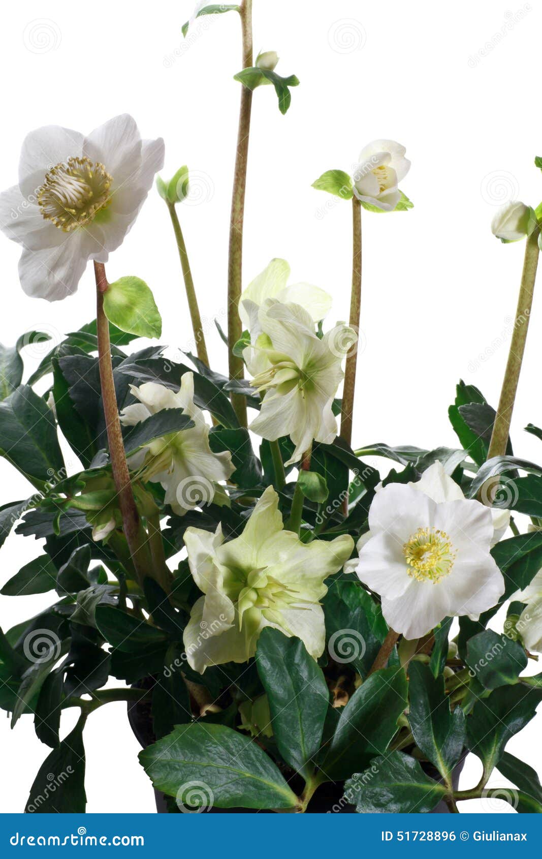 Closeup of Hellebore Flowers and Leaves Stock Photo - Image of ...