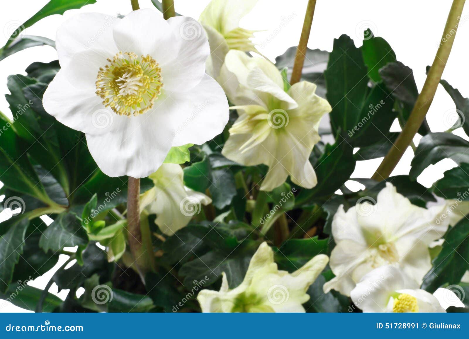 Closeup of Hellebore Flowers and Leaves Stock Image - Image of flowers ...