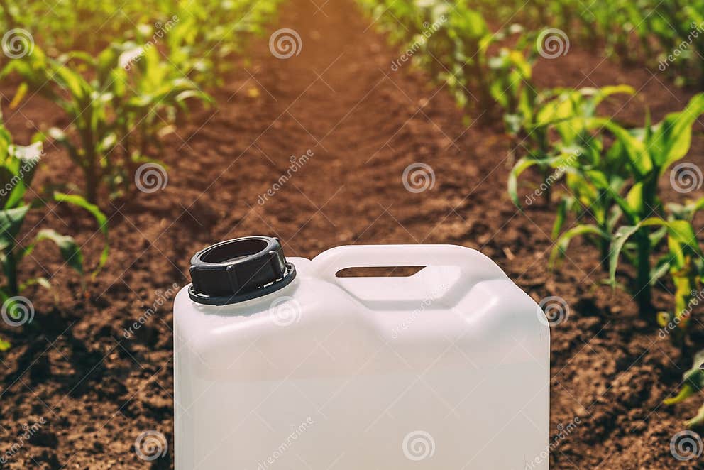 Closeup of Herbicide Container in Corn Maize Crop Field Stock Photo ...