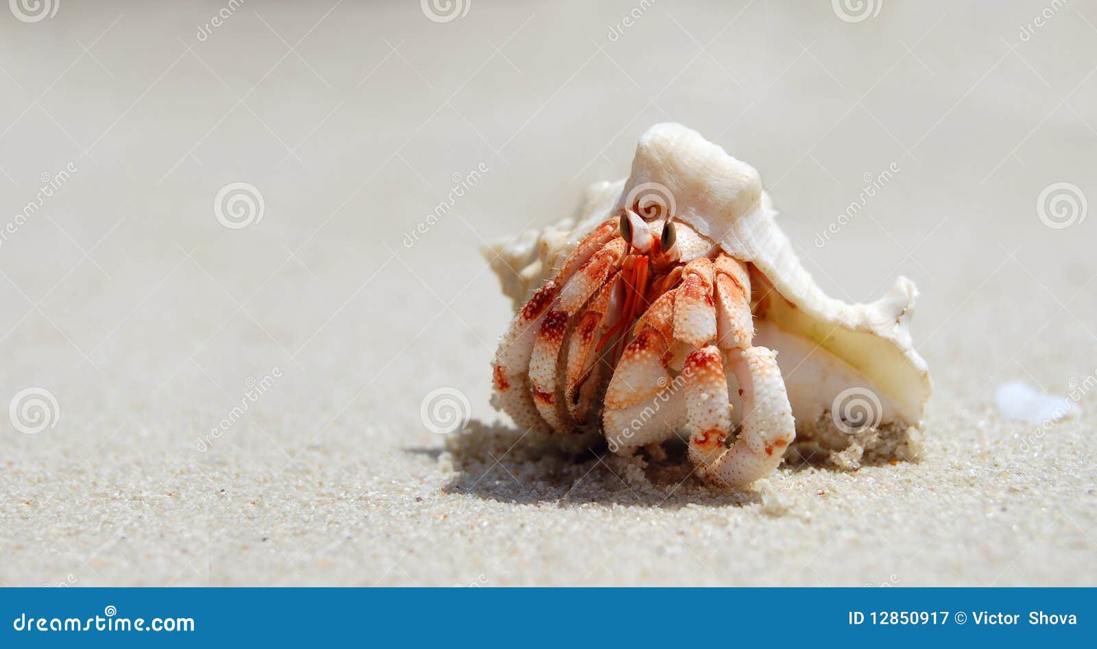 Closeup of a Hermit Crab with Shell Stock Image - Image of life ...
