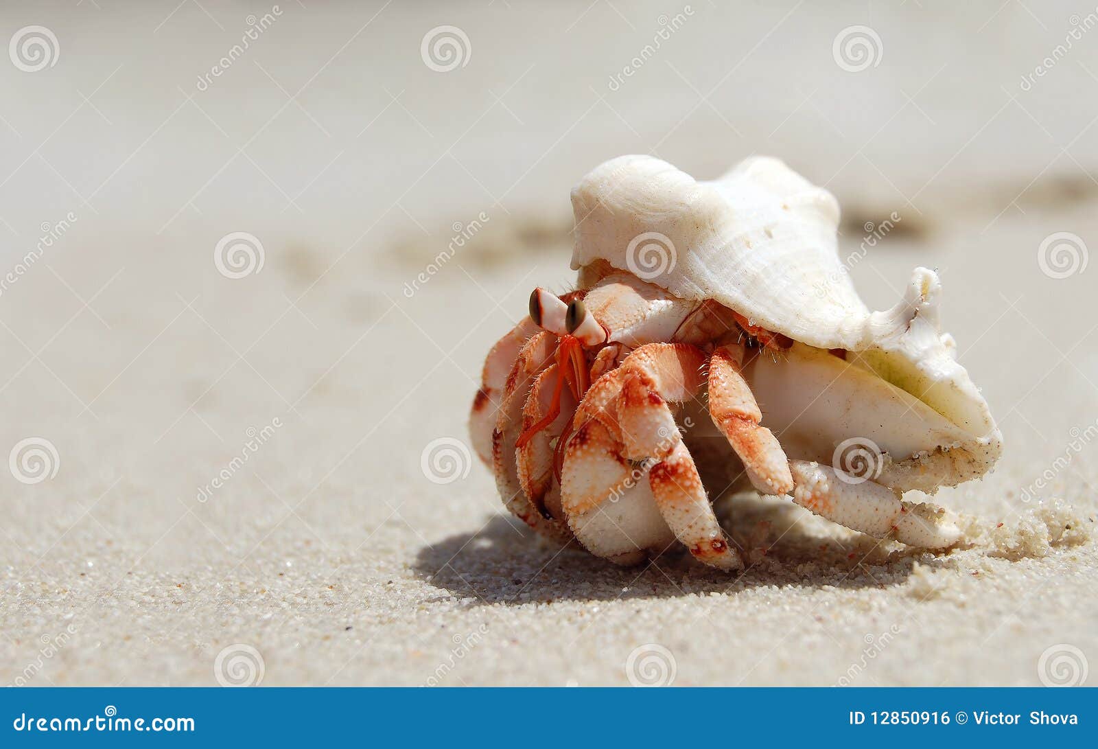 Closeup of a Hermit Crab with Shell on a Beach Stock Photo - Image of ...