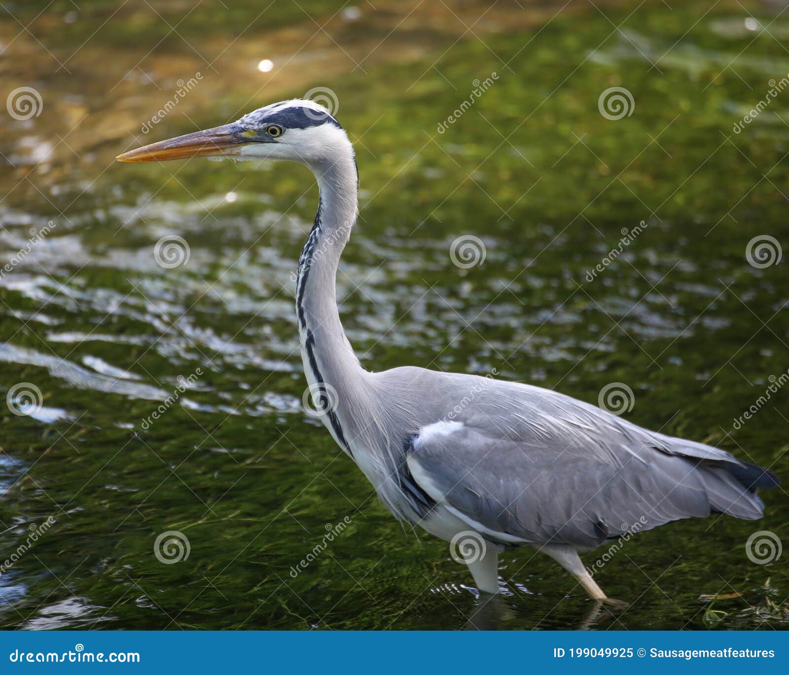 Heron in the Water on Isolated Background Stock Image - Image of ...