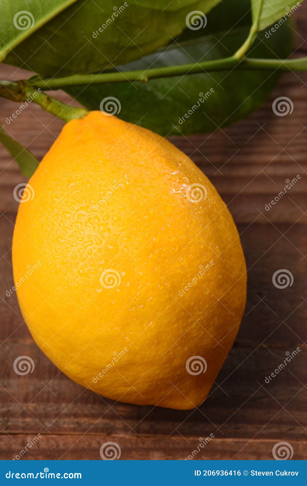 Closeup High Angle Shot of a Single Lemon with Stem and Leaves Attached ...