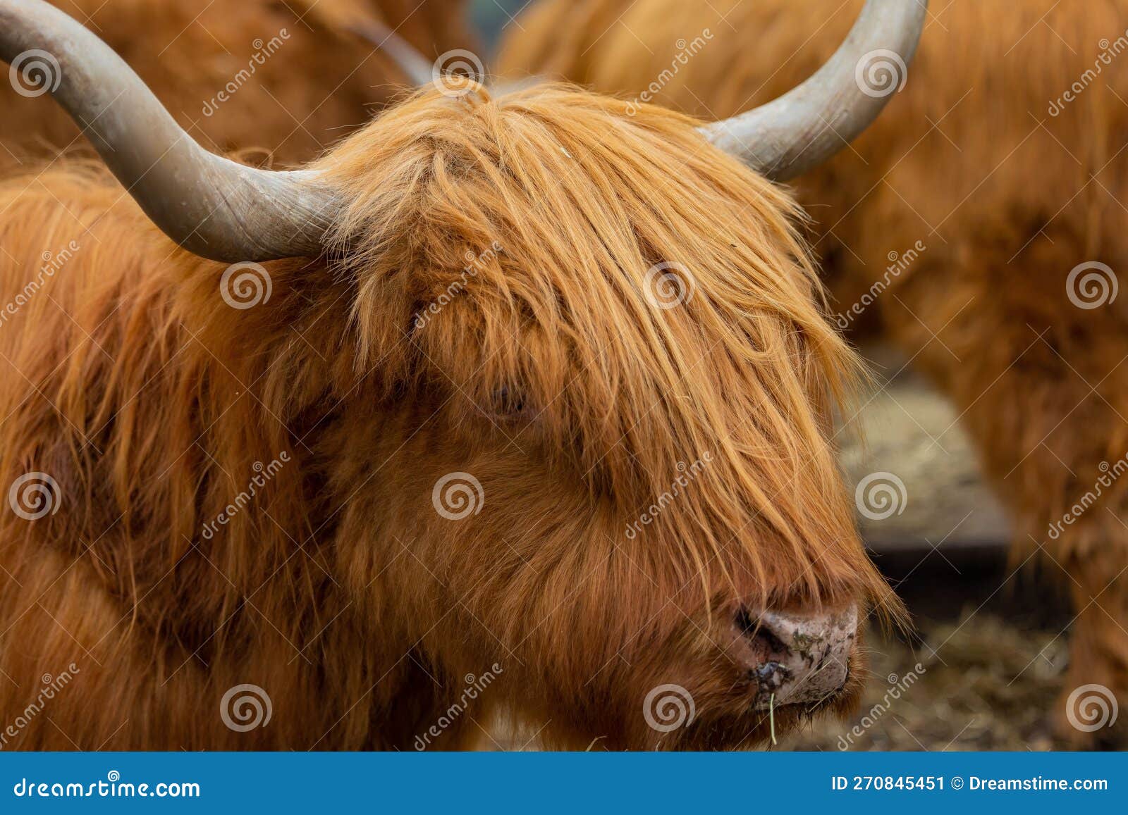 Closeup of the Highland Cattle Standing Next To a Herd Stock Image ...