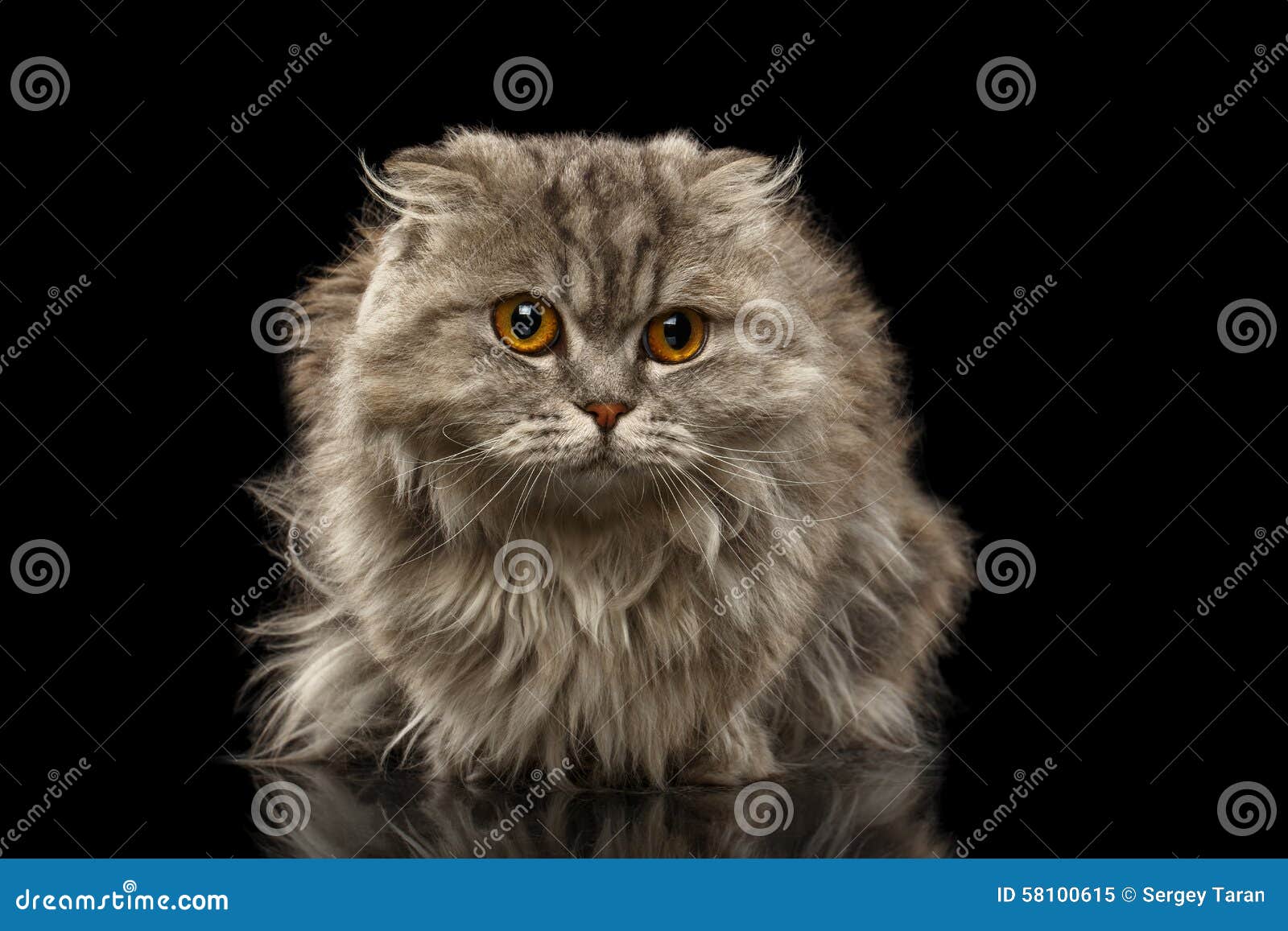 Closeup Highland Scottish Fold Cat on Black Stock Image - Image of ...