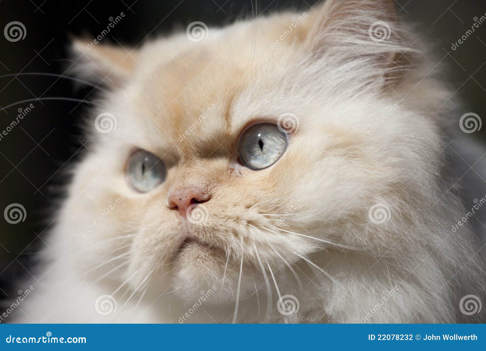 Closeup, himalayan cat stock photo. Image of outdoor - 22078232