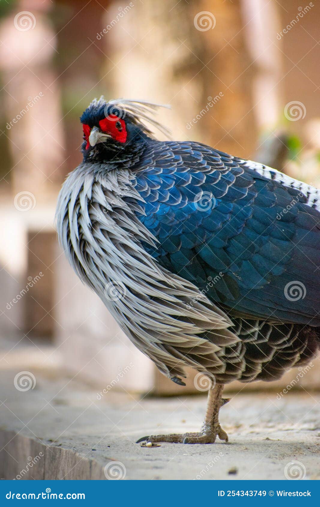 Closeup of a Himalayan Kalij Pheasant Stock Image - Image of freedom ...