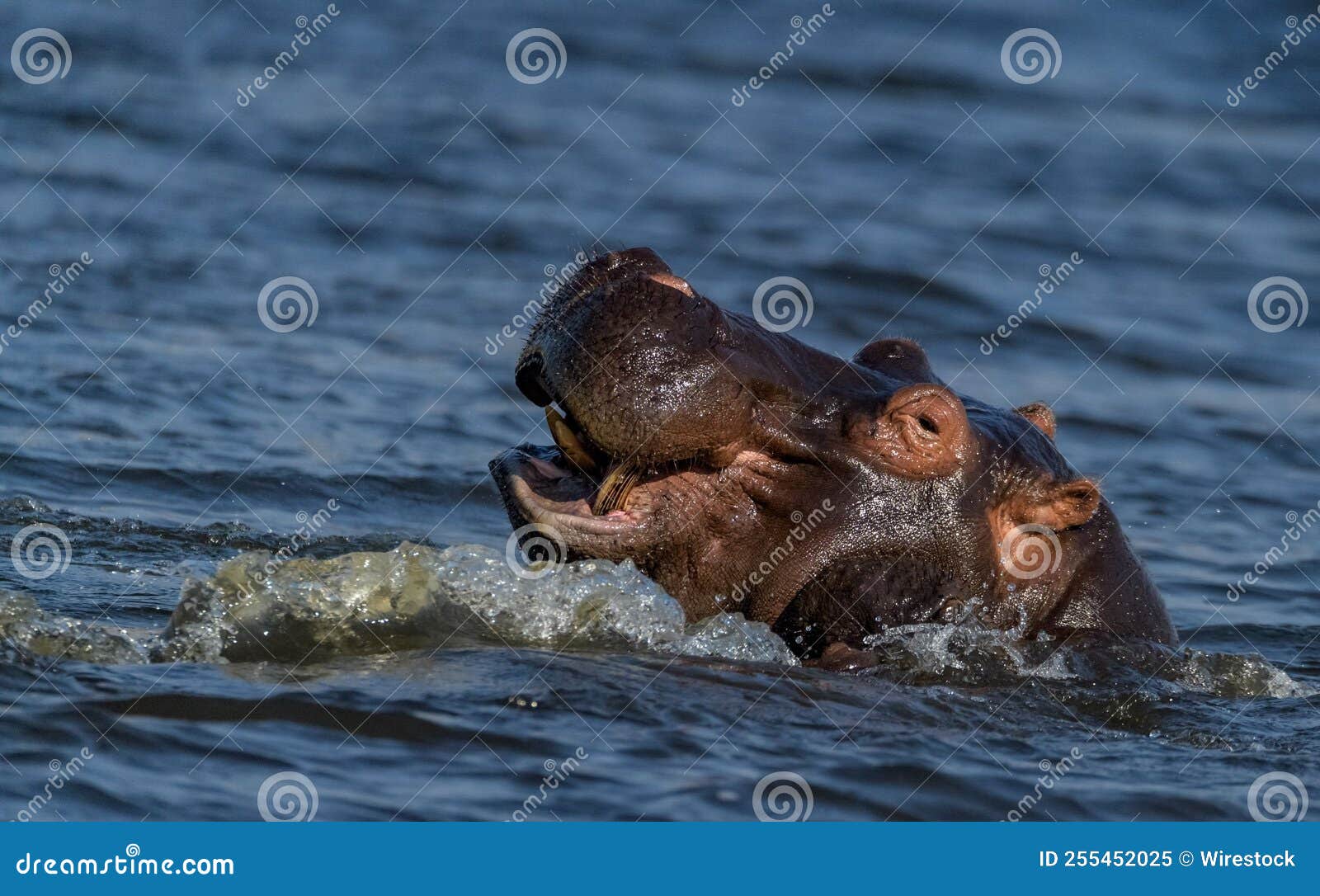 Closeup of a Hippo Chilling in the Water. Stock Image - Image of wild ...