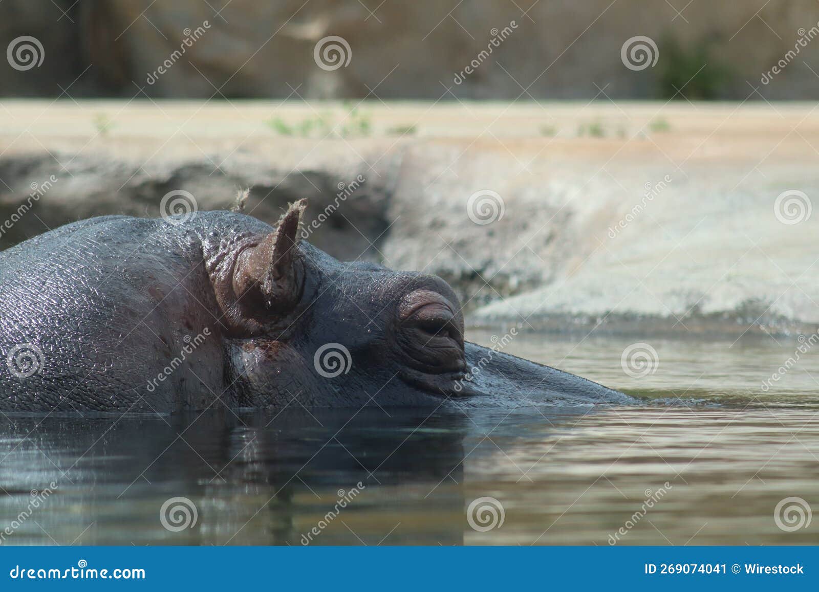Closeup of a Hippo Hiding Its Face Under the Water Stock Image - Image ...