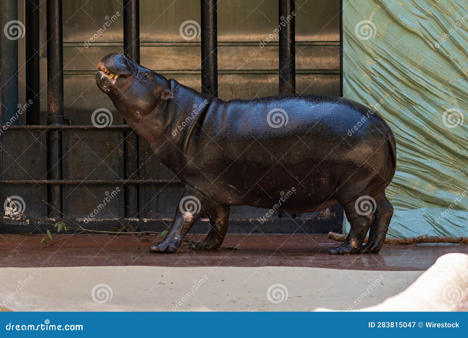 Closeup of a Hippo Walking Around in a Zoo Stock Image - Image of large ...