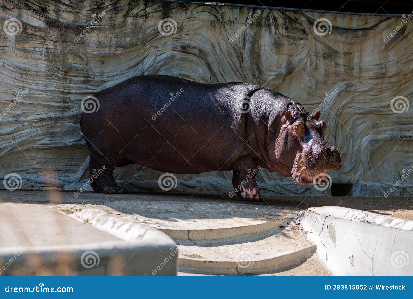 Closeup of a Hippo Walking Around in a Zoo Stock Photo - Image of ...