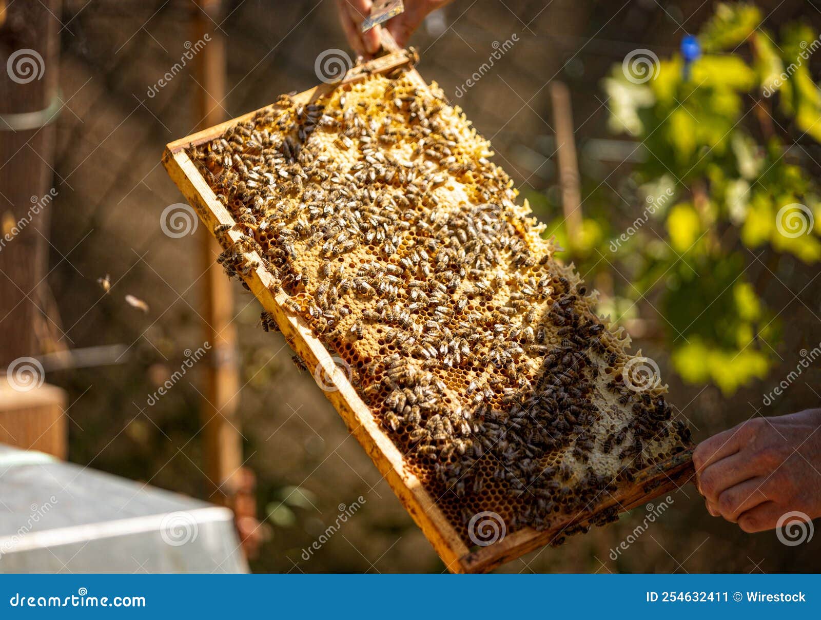 Closeup of a Hive Frame Covered with Comb and Bees. Stock Image - Image ...