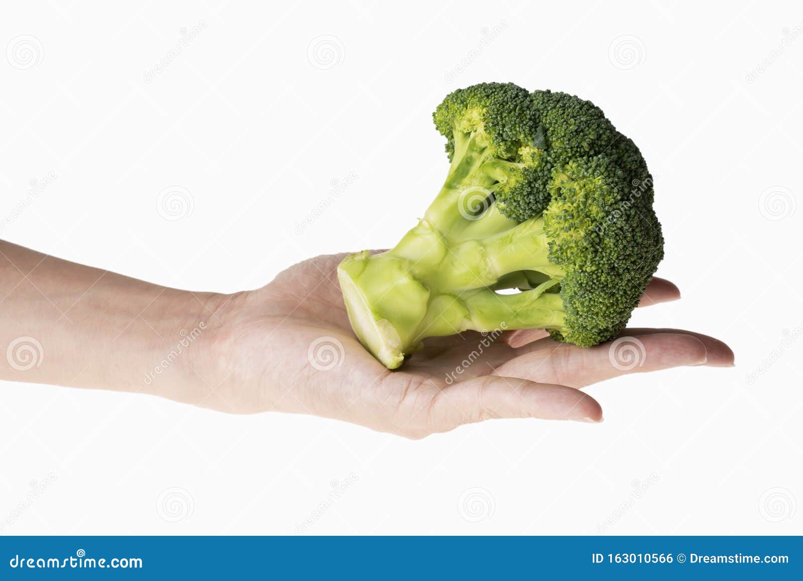 Closeup of Holding Broccoli in Hand with White Background Stock Photo ...