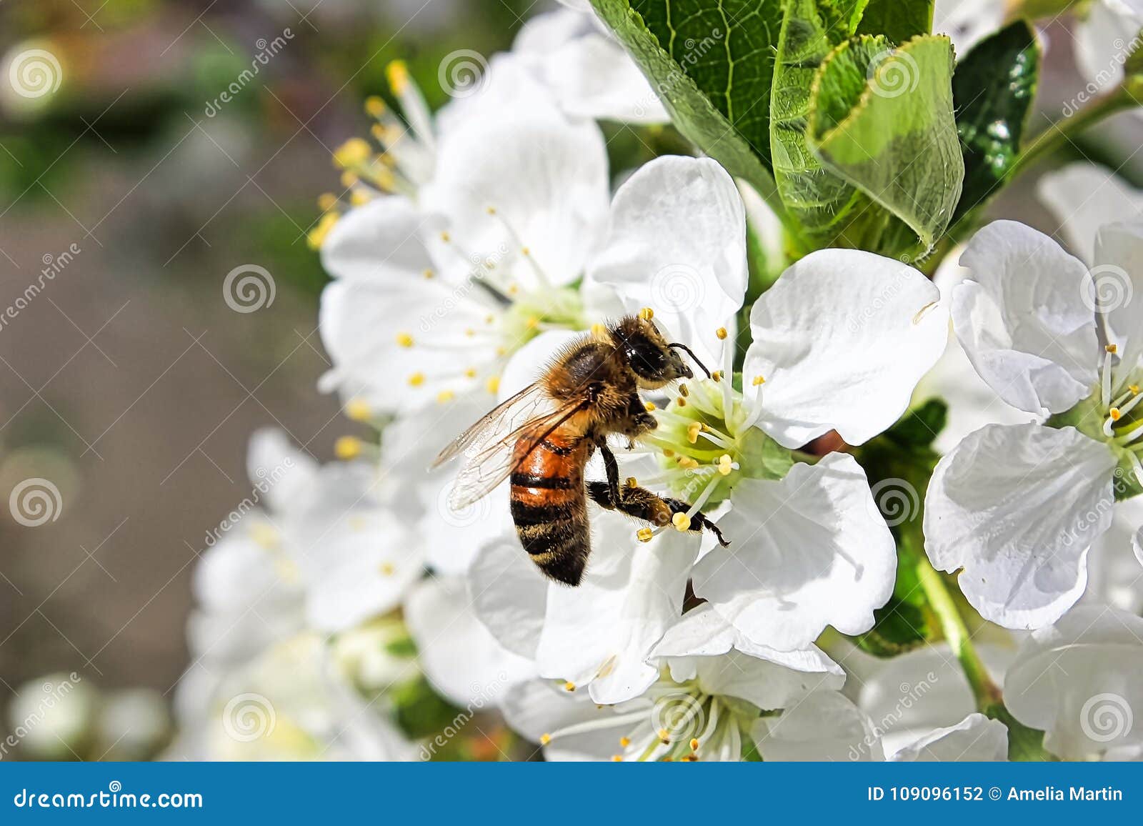 Closeup of a Honey Bee on a Blossom Stock Photo - Image of devastation ...