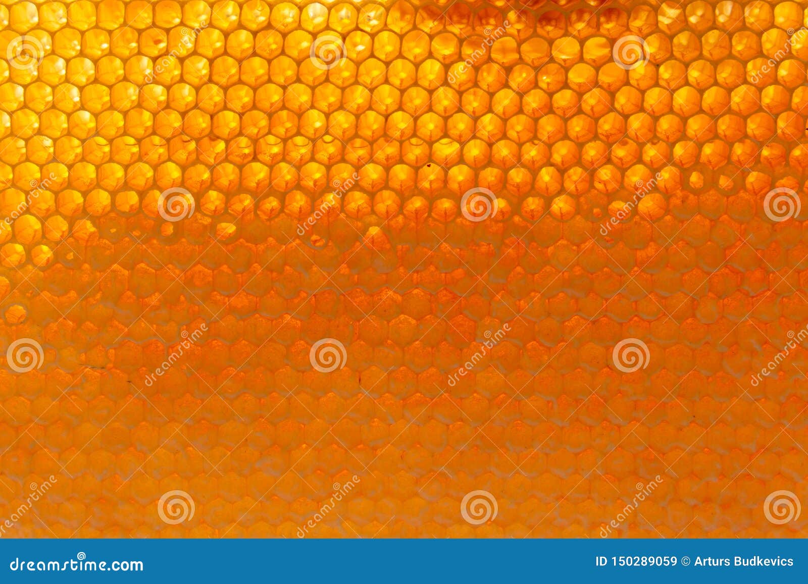 Closeup of Honey Bee Cells Background Stock Image - Image of apiculture ...