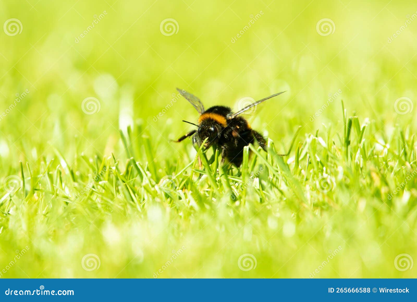 Closeup of a Honey Bee on the Grass in a Field Stock Photo - Image of ...