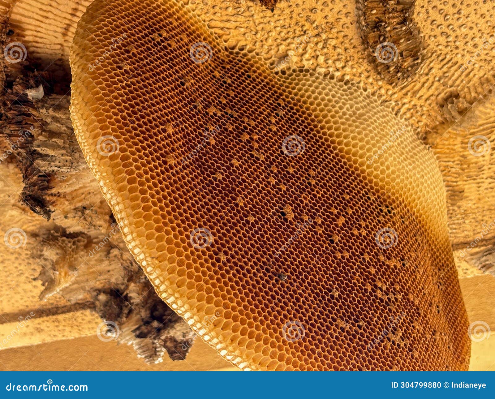 Closeup Honeycomb after Bees Leave Their Home Stock Photo - Image of ...